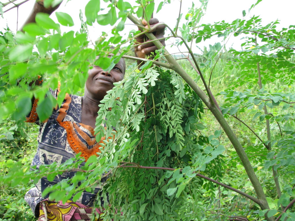 Mazao – Mazao ONGD - Xlestrade