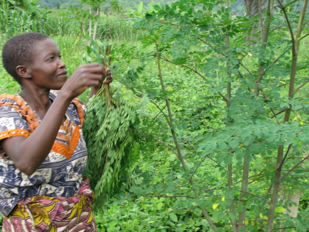 Mazao – Mazao ONGD - Xlestrade